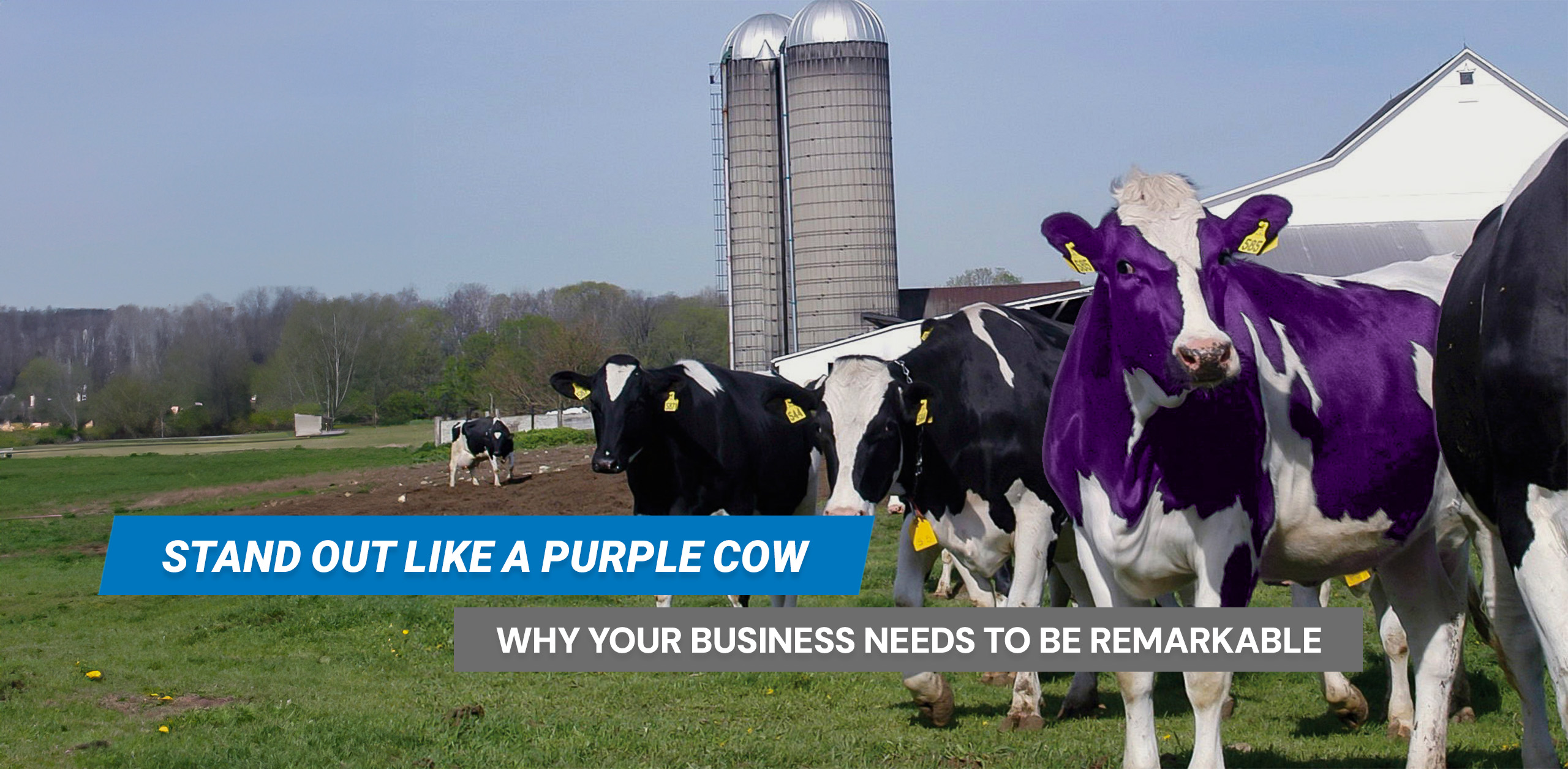 Stand Out Like a Purple Cow: Why Your Business Needs to Be Remarkable ...